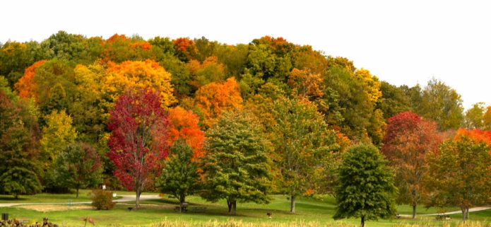 Michigan Fall Color Train Tours 2024: Top Scenic Rides and Excursions
