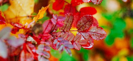 Michigan Fall Color Train Tours 2024: Top Scenic Rides and Excursions