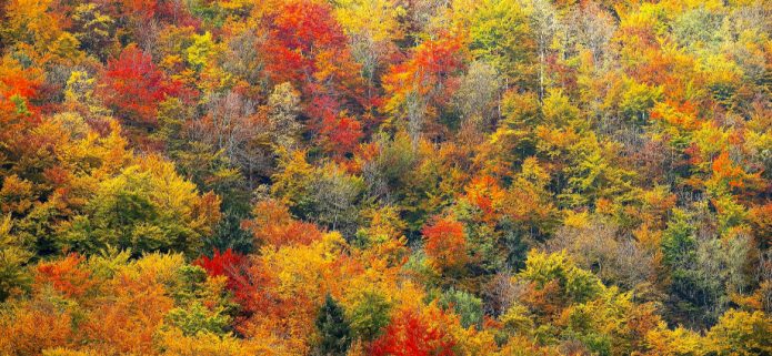 Michigan Fall Color Train Tours 2024: Top Scenic Rides and Excursions